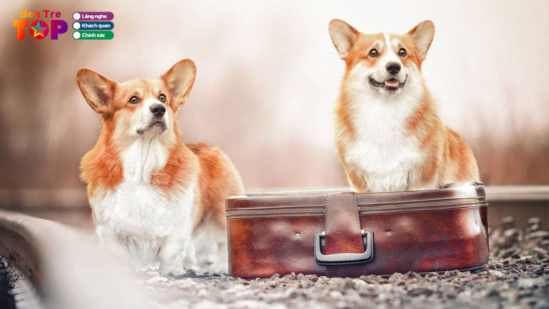 Top 5+ địa điểm bán chó Bến Tre nhiều giống đẹp, giá rẻ