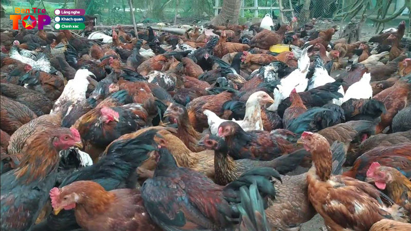 Top 3 Trại bán gà nòi giống Bến Tre tốt, khỏe mạnh | BenTretoplist